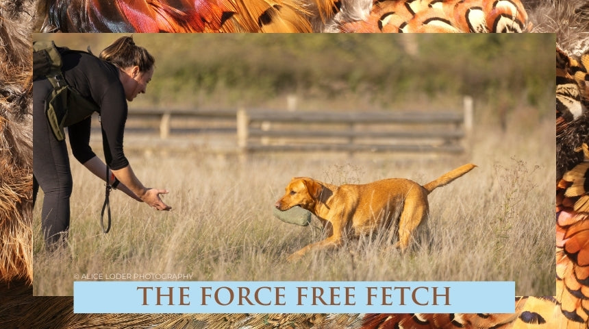 Force Free Fetch Presentation | Gundog Trainers Academy