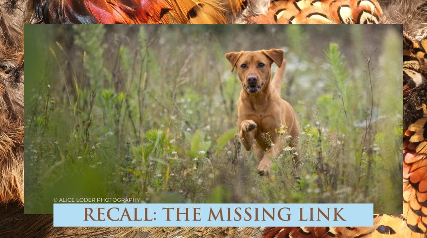 Recall: The Missing Link | Gundog Trainers Academy